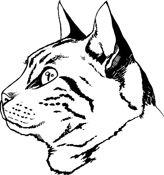 Cat Profile Drawing