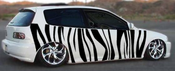 Wild Stripes - Cool Graphic Stripes - page 80 zebra stripes